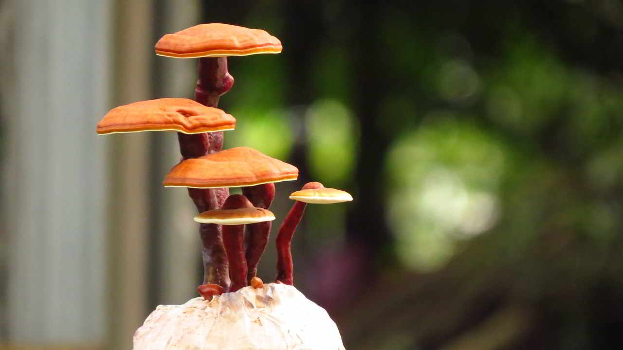 Beneficios del reishi — -Blog de Farmacia Ribera